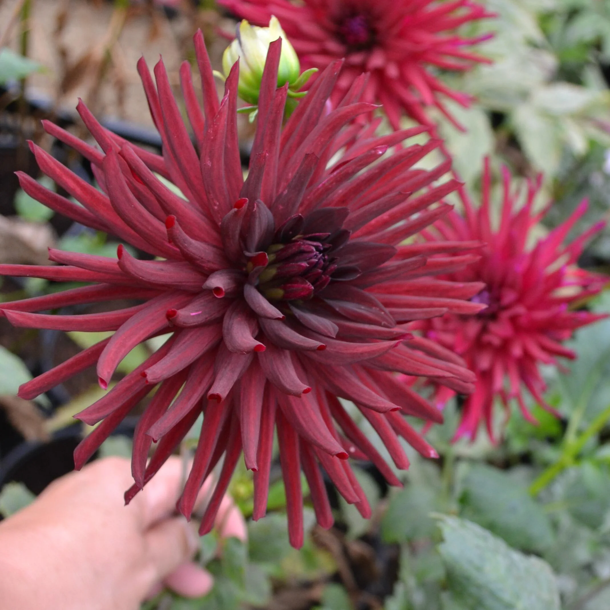 The Dahlia Library — Cultivar Reference & Photos